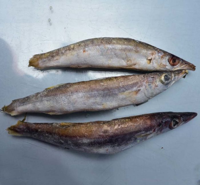 Sicocean Antananarivo | Pêche Cavale